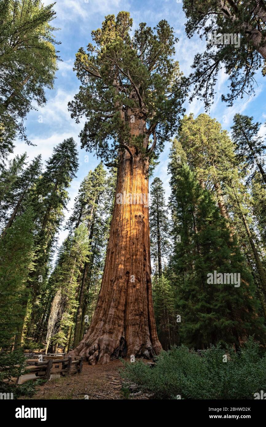 View at Gigantic Sequoia tree, called General Sherman, in Sequoia ...