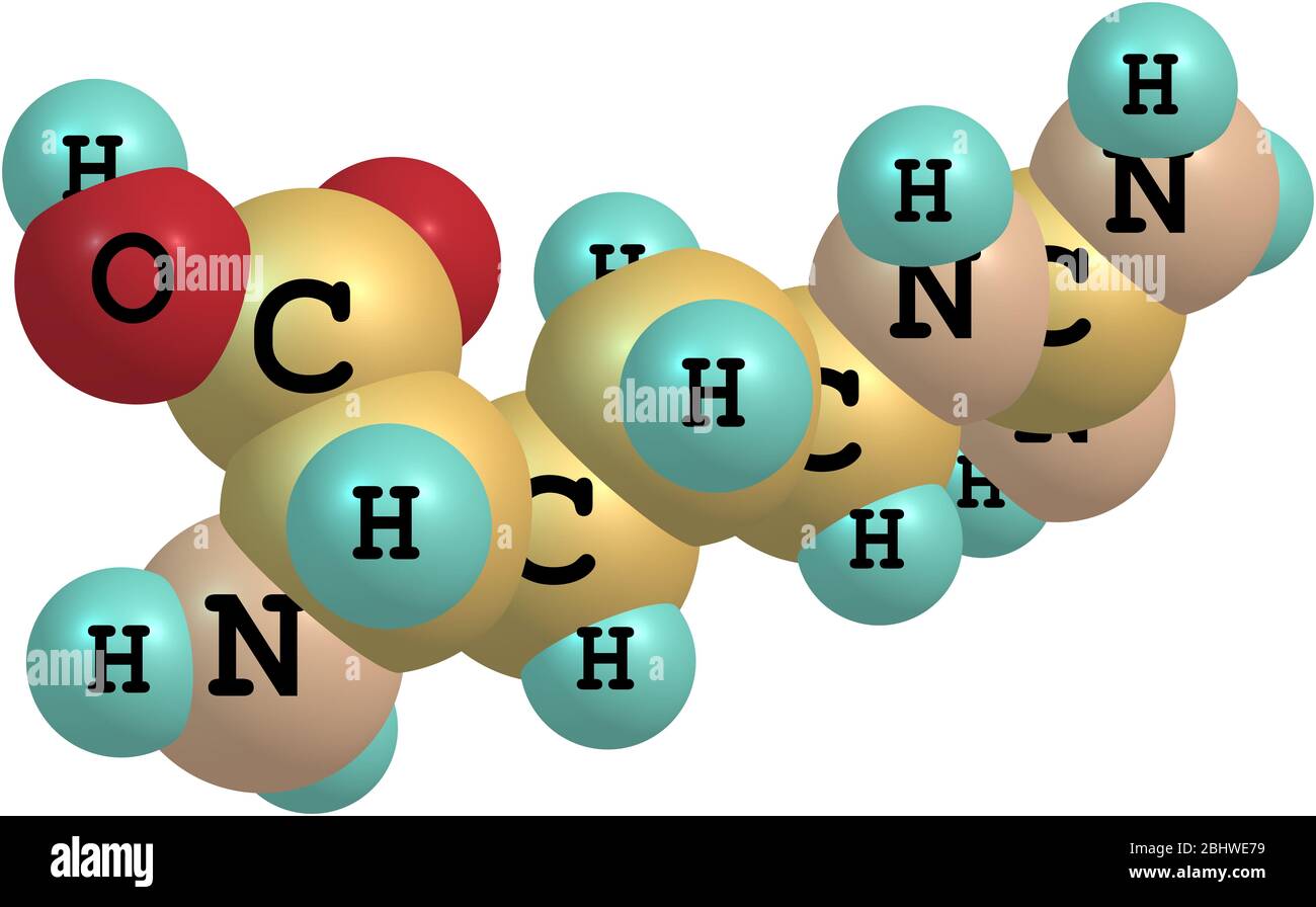 A model of an amino acid arginine. Arginine has an important function ...