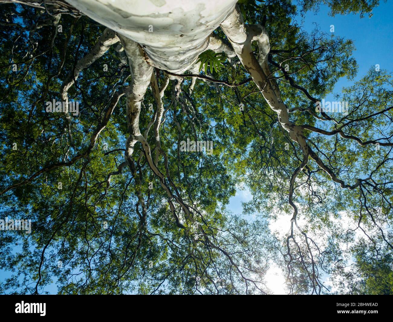 The tree from below. The tree is seen from below with the blue sky in ...