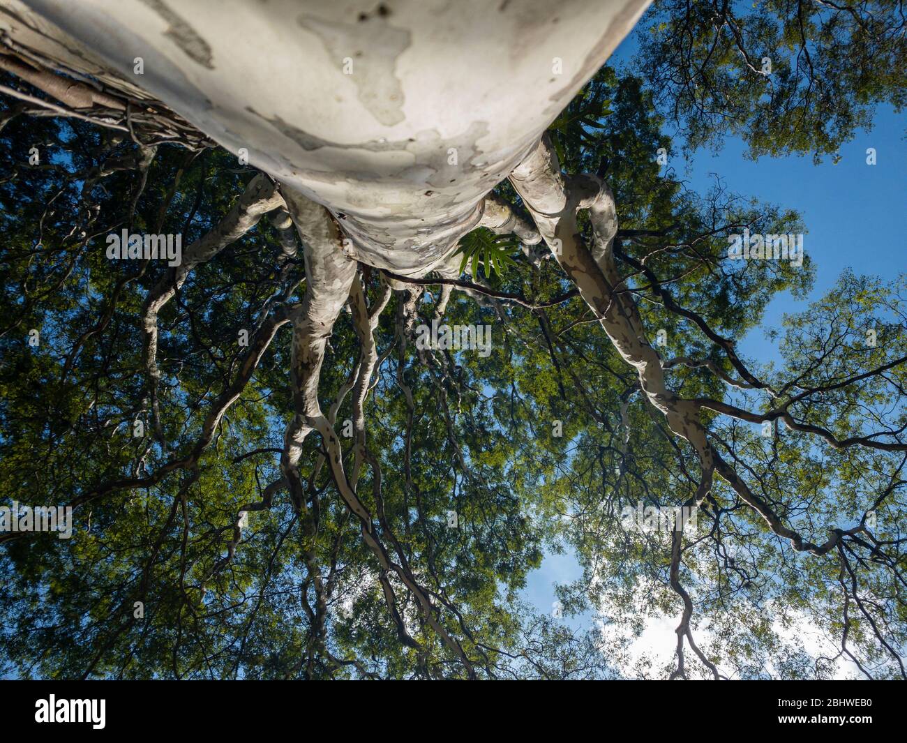 The tree from below. The tree is seen from below with the blue sky in ...