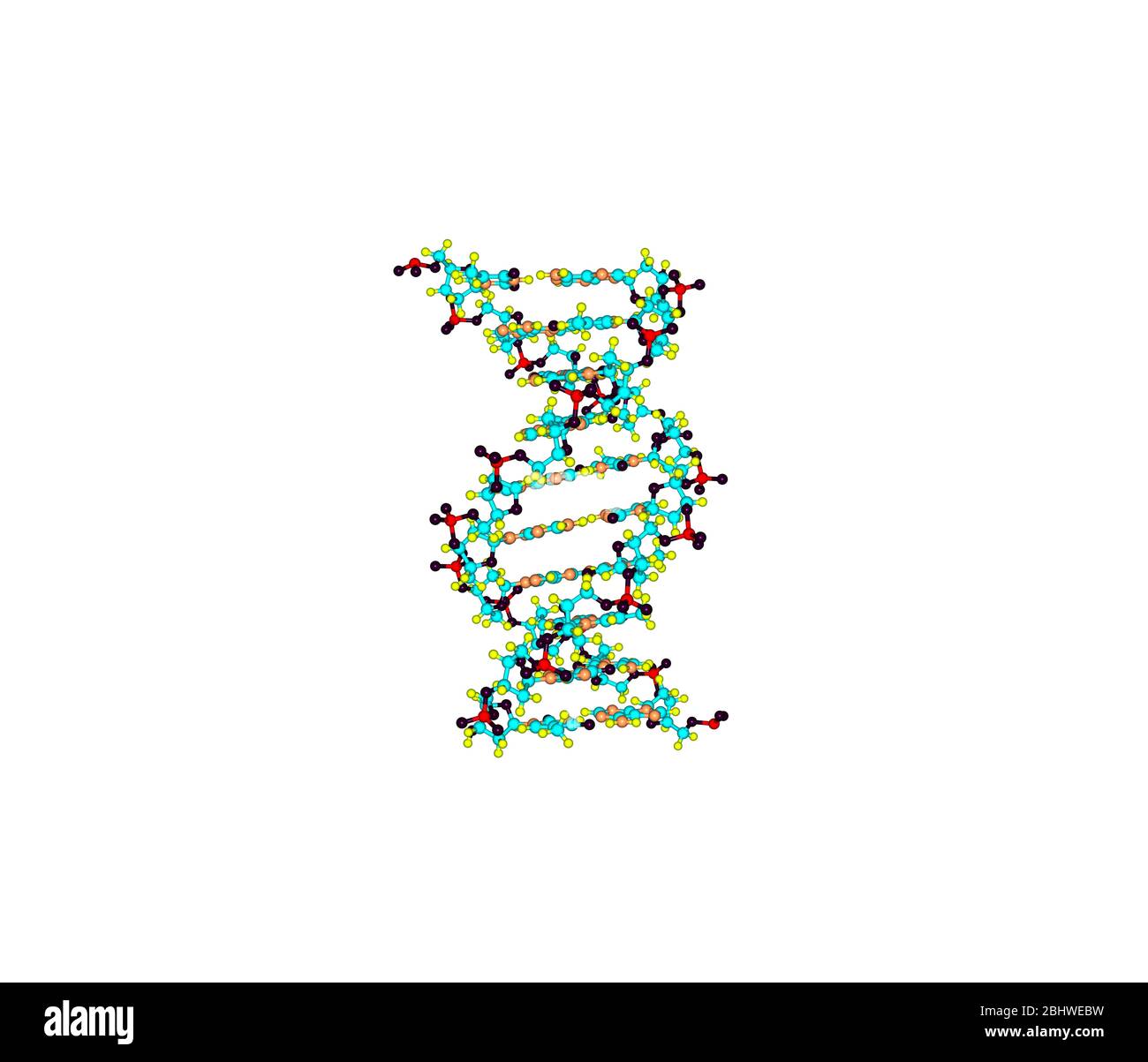 DNA helix molecule on white Stock Photo - Alamy