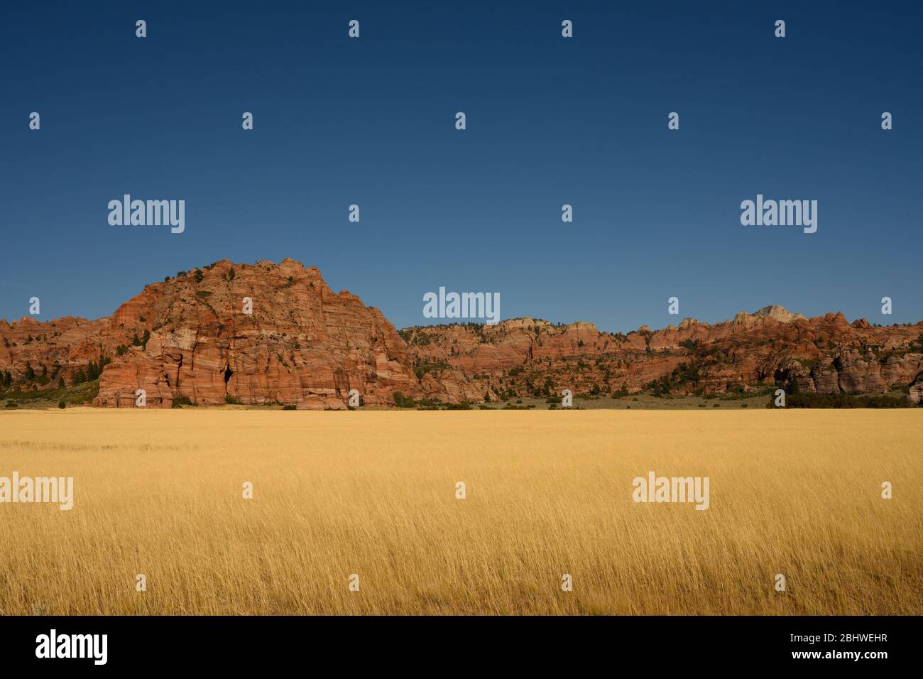 Tall Grasses Cover Field Near Rocky Outcropping on Kolob plateau Stock ...
