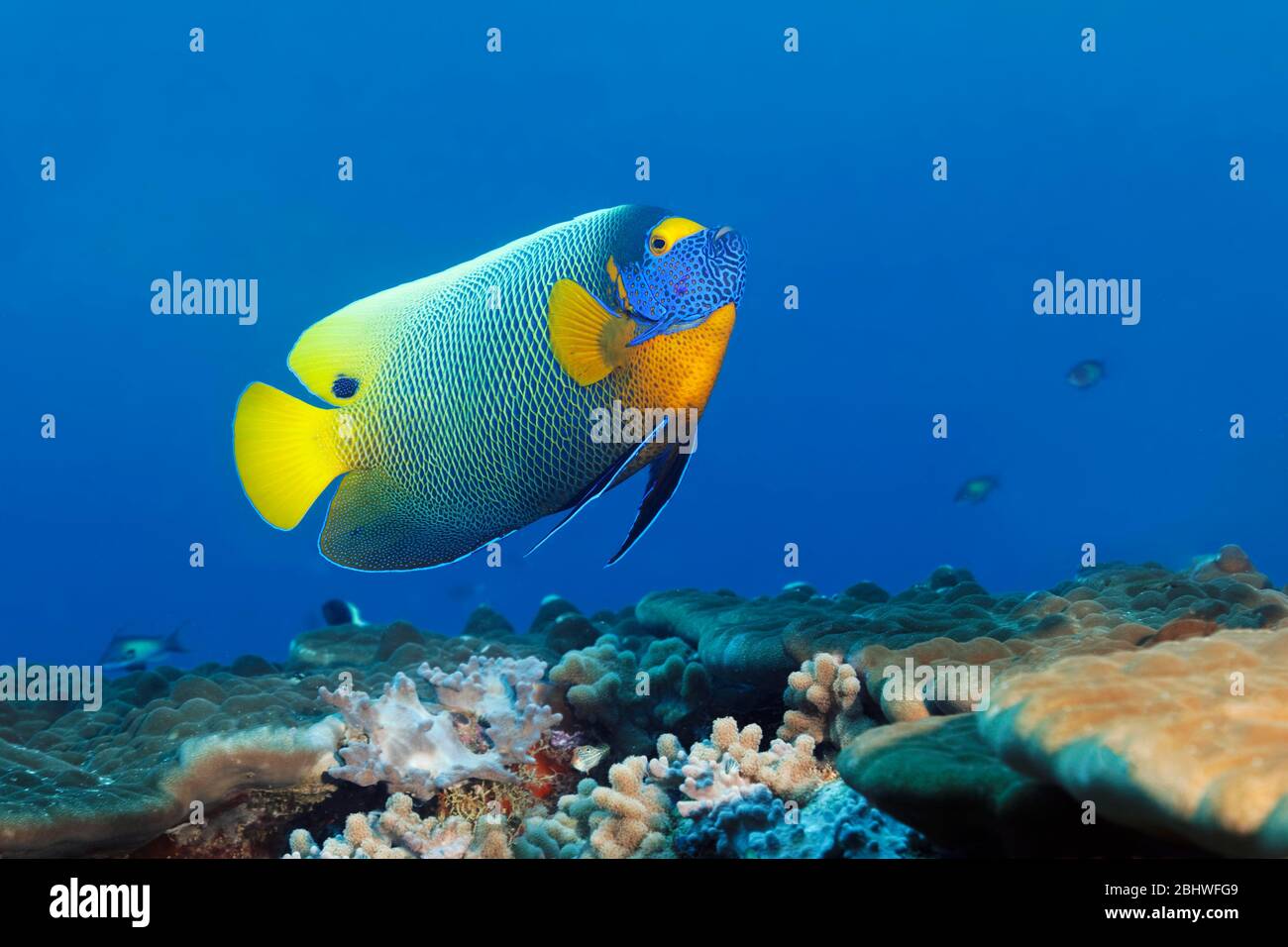 Blueface hi-res stock photography and images - Alamy
