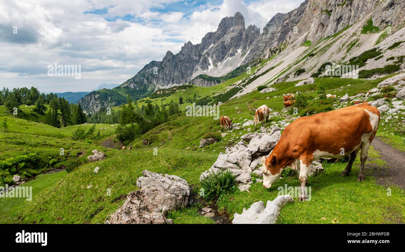 Grazing cows on mountain hi-res stock photography and images - Alamy