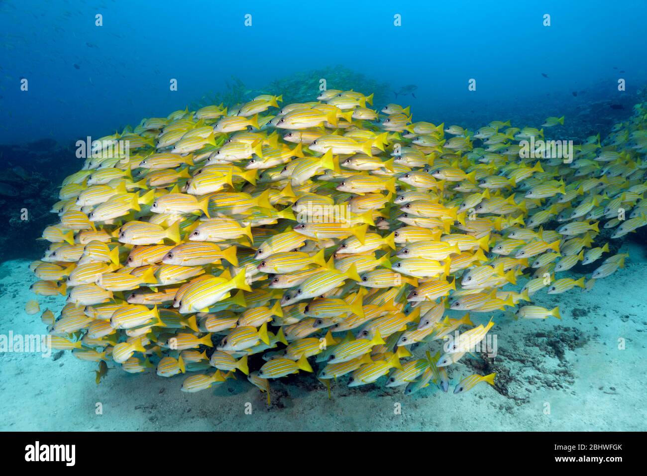 Swarm of fish Bluestripe snapper (Lutjanus kasmira) swimming over sandy ...