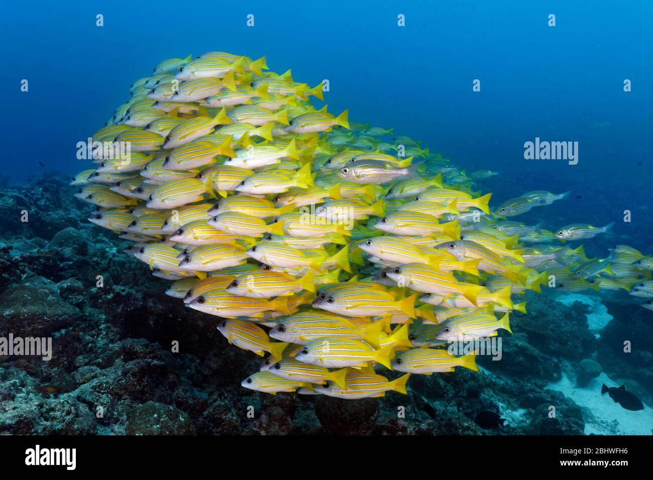 Swarm of fish Bluestripe snapper (Lutjanus kasmira) swims over coral ...