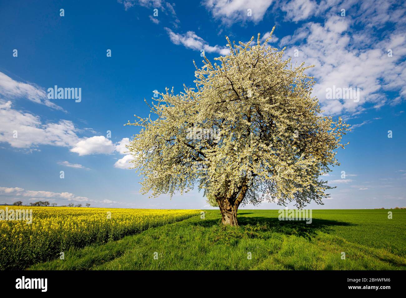 Apple tree (Malus domestica), flowering, rape, Nieder-Eschbach, Hesse ...
