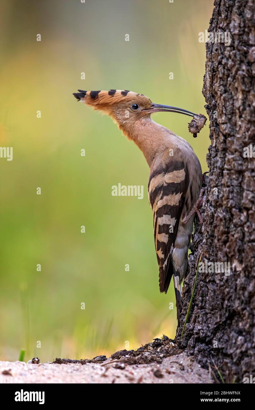 Hoopoe (Upupa epops), male with food, Saxony-Anhalt, Middle Elbe ...