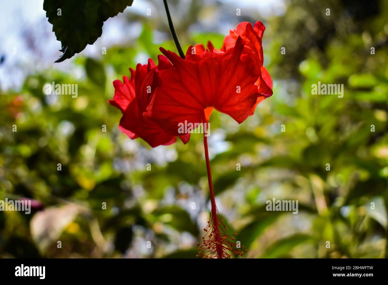 Hibiscus flower bali indonesia hi-res stock photography and images - Alamy