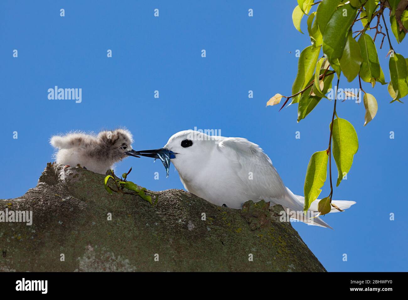 Papahanaumokuakea fish hi-res stock photography and images - Alamy