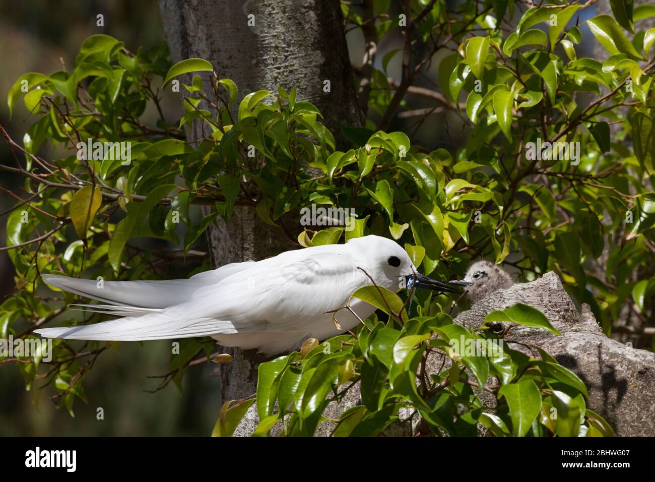 white tern or fairy tern, Gygis alba rothschildi, feeding small fish to ...