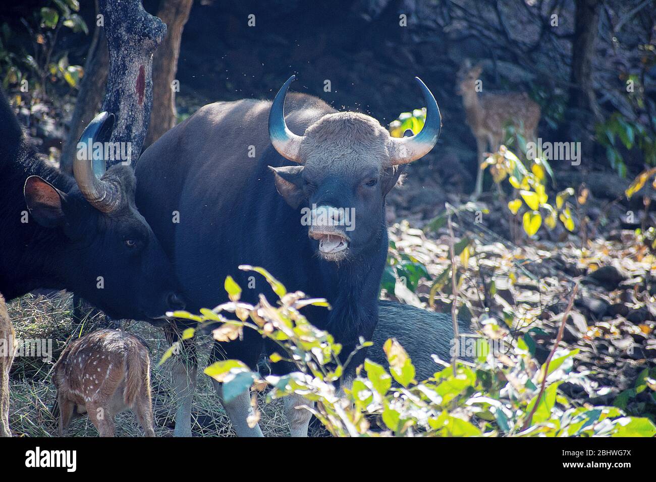 The gaur (Bos gaurus), also called Indian bison Stock Photo - Alamy
