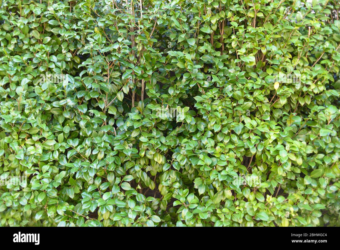 Green wall of trees forming a texture background Stock Photo - Alamy