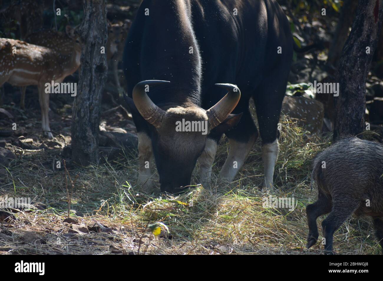 Indian biodiversity hi-res stock photography and images - Alamy