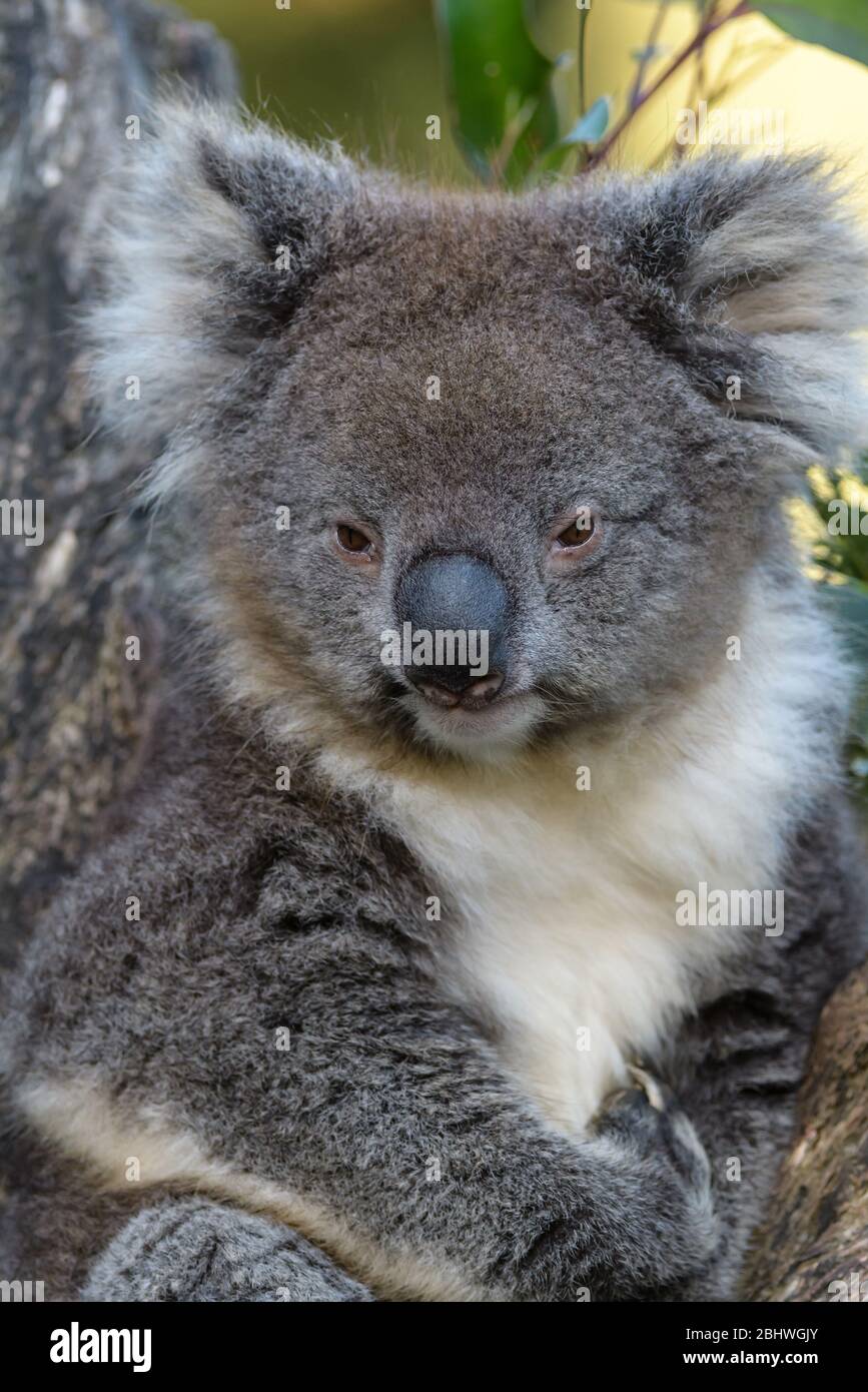 A adult cuddly koala rests peacefully in the fork of a eucalyptus tree ...