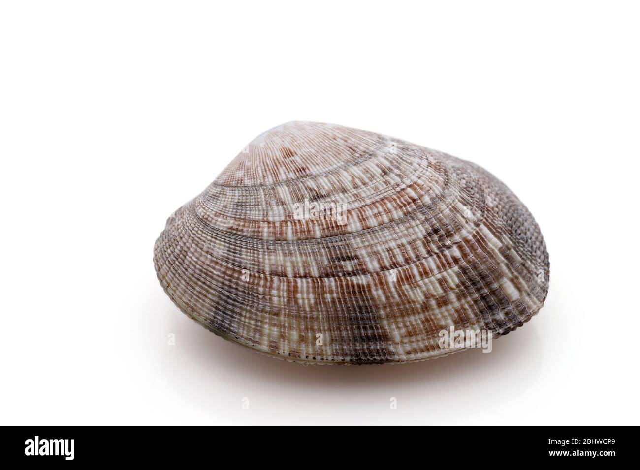 Close up of Japanese asari clams on white background Stock Photo - Alamy