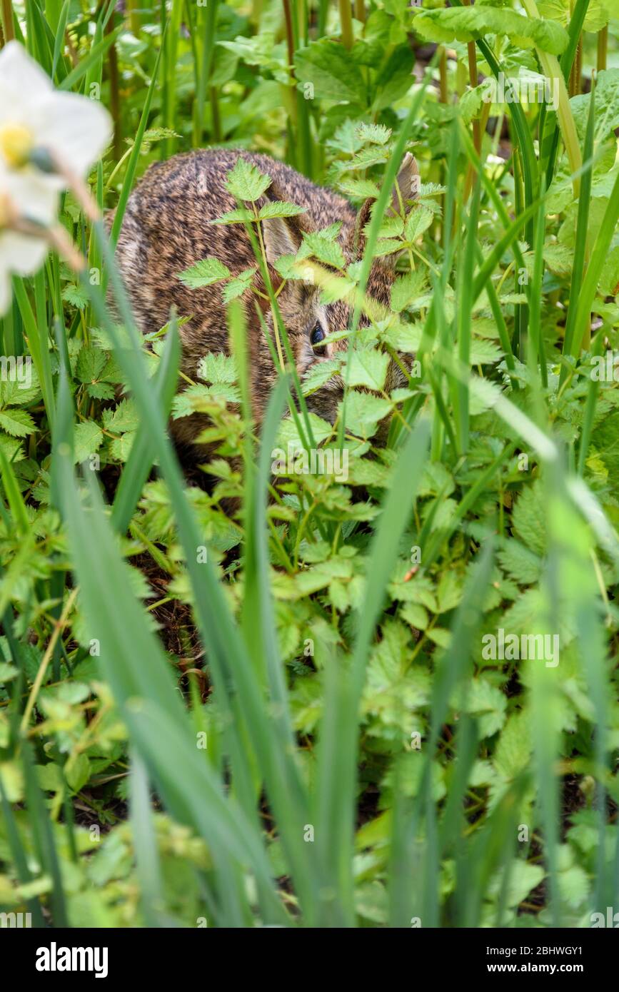 Native bunny hi-res stock photography and images - Alamy