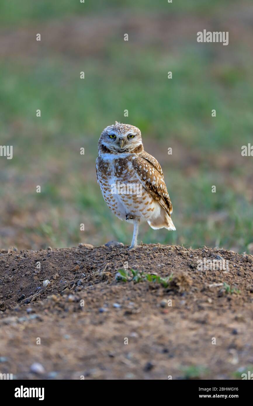 Burrowing bird hi-res stock photography and images - Alamy