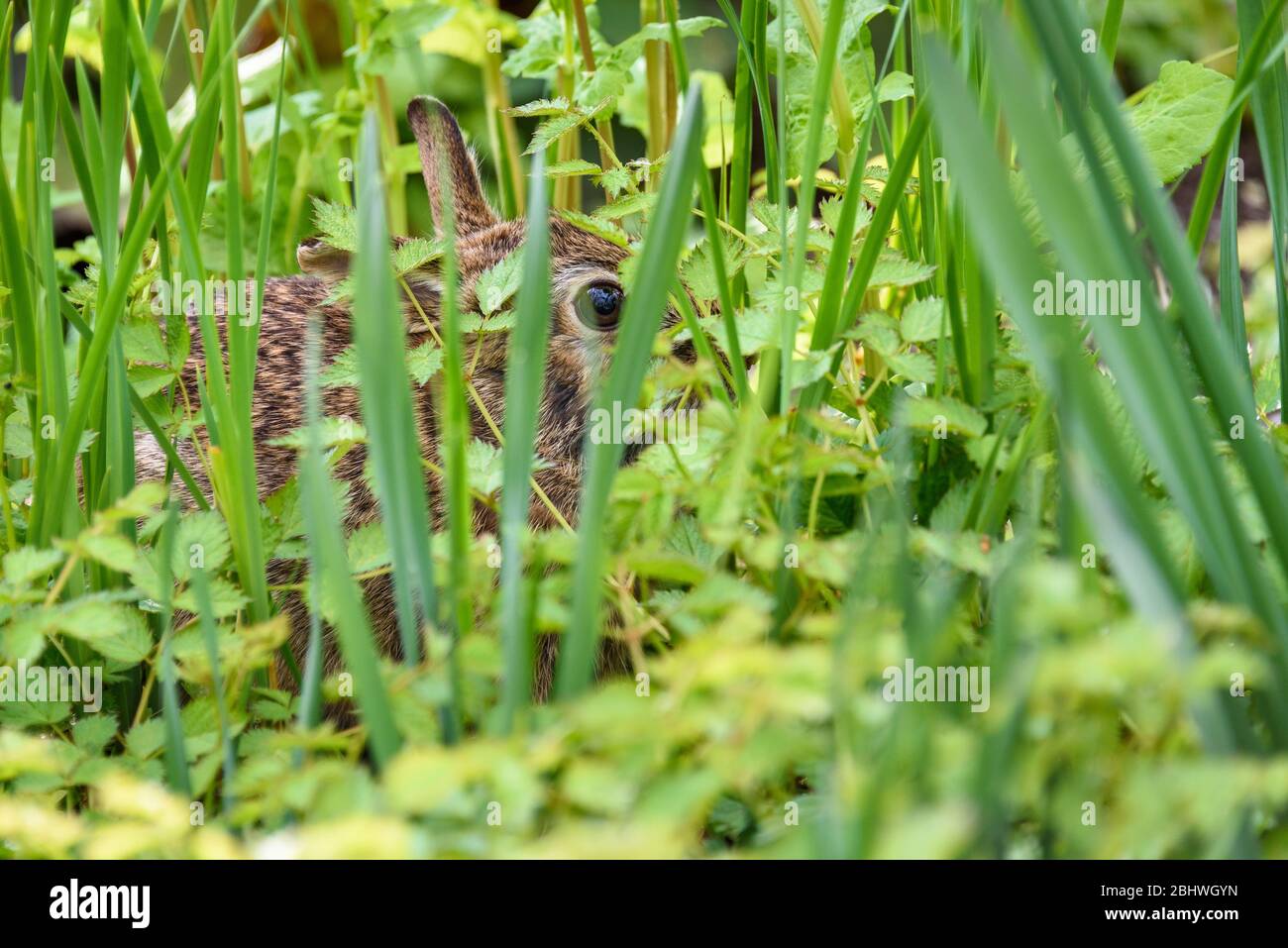 Native bunny hiding in green foliage in the garden Stock Photo - Alamy