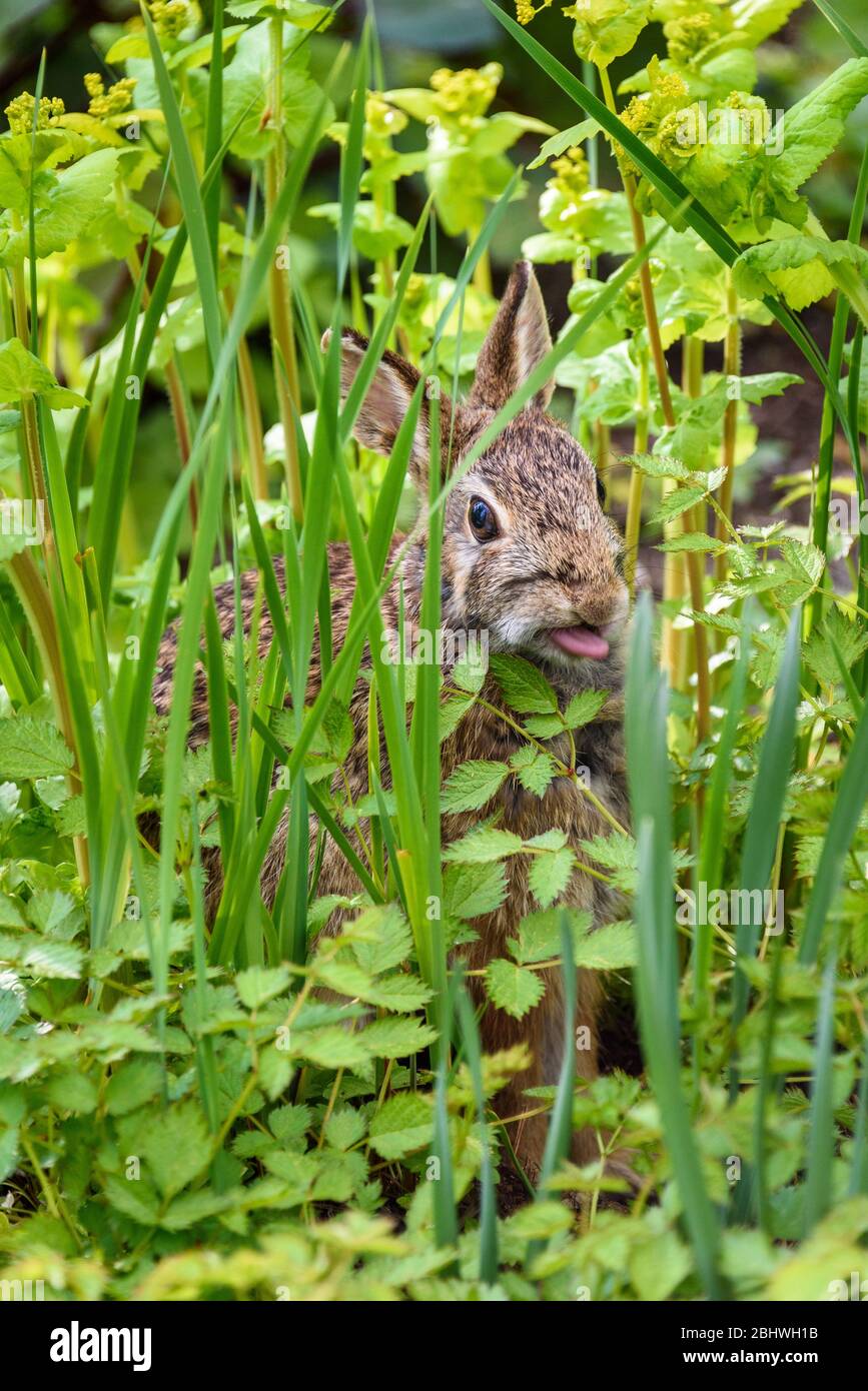 Curious native bunny sitting sticking it’s tongue out, in green foliage ...