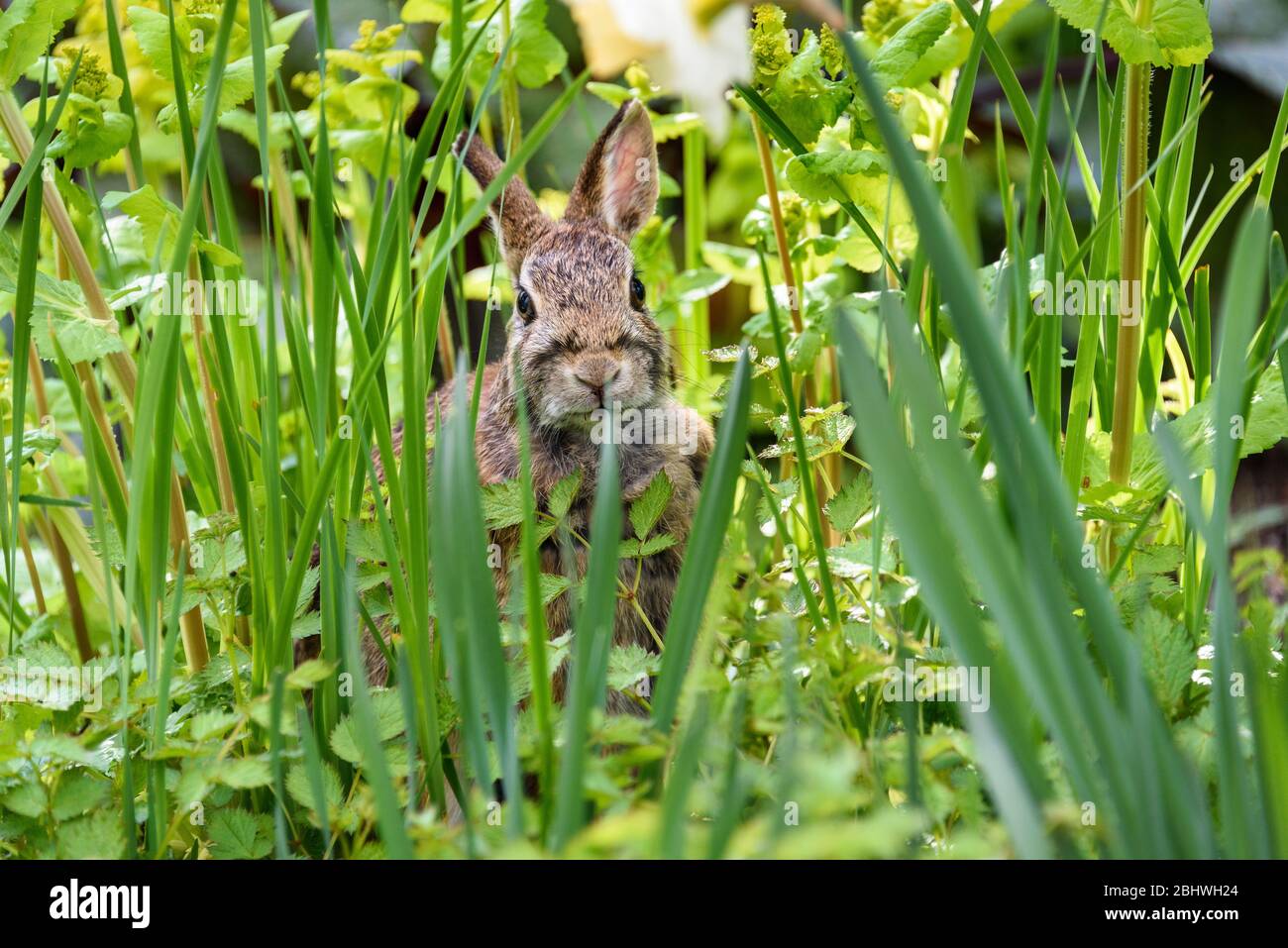 Curious native bunny sitting in green foliage in the garden Stock Photo ...