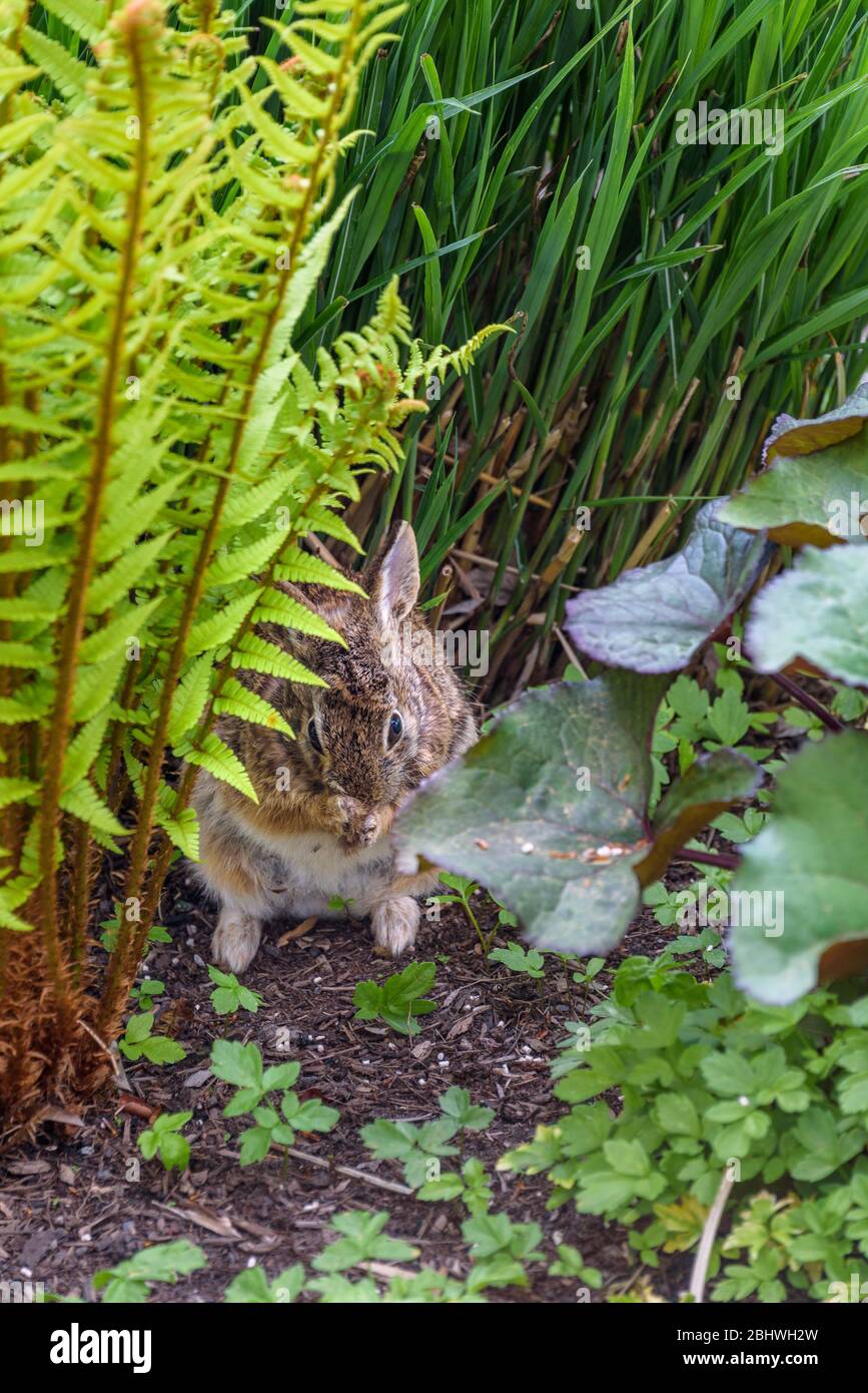Native bunny sitting in the garden grooming after eating Stock Photo ...