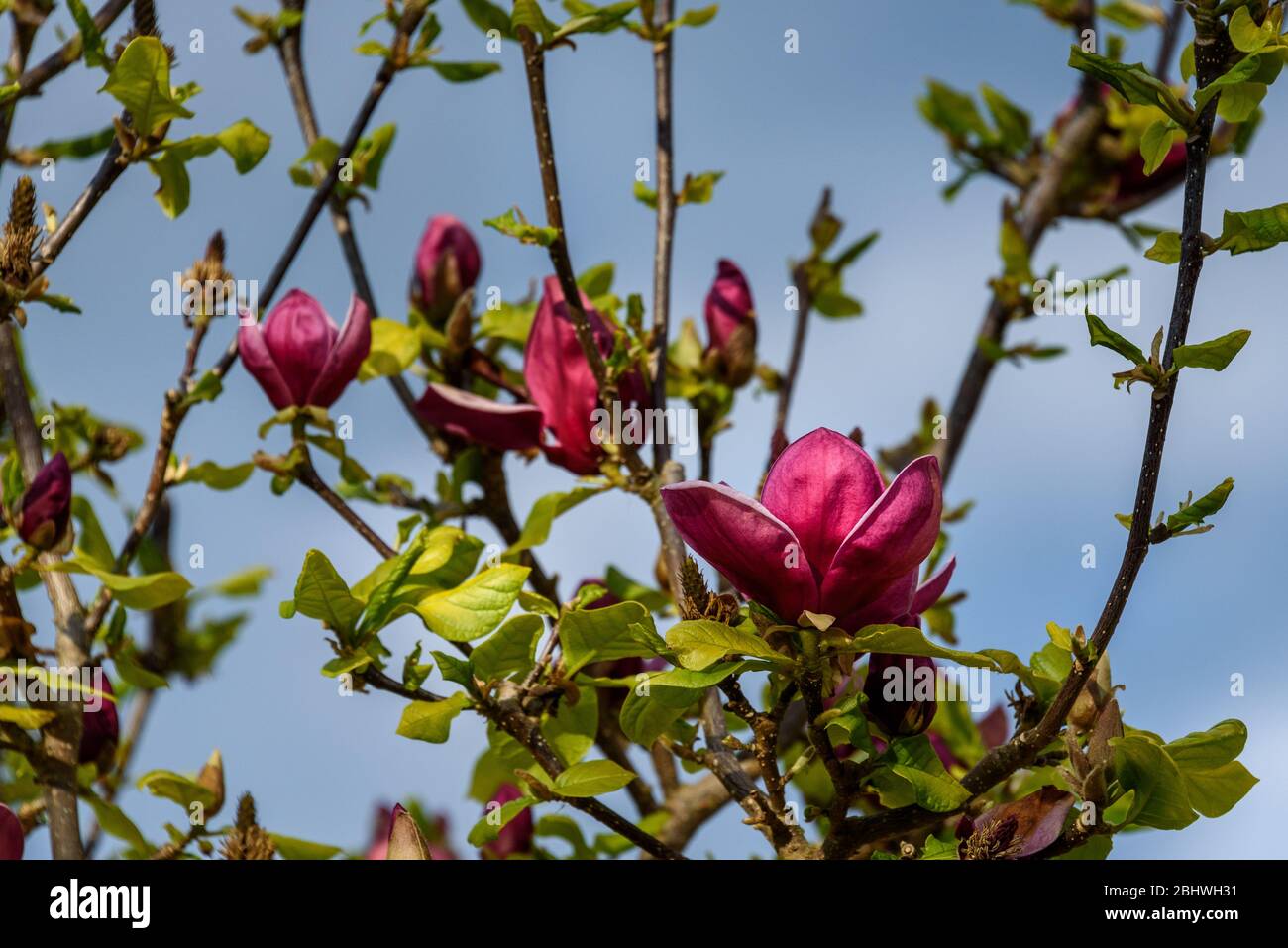 Native bunny sitting in the garden grooming after eating Stock Photo ...