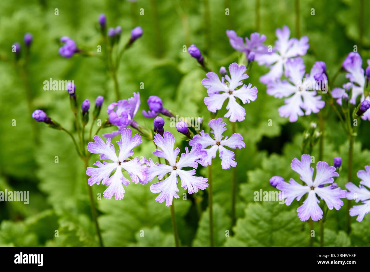 Asiatic primrose hi-res stock photography and images - Alamy