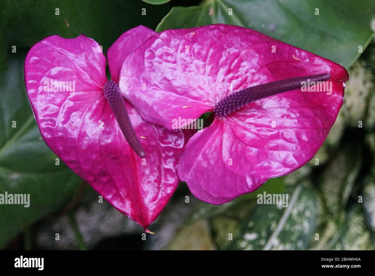 Purple Anthurium