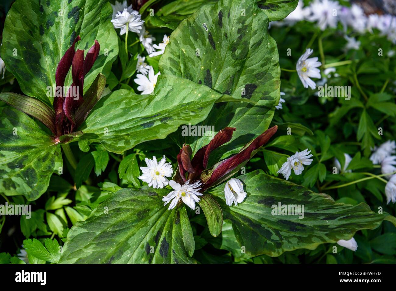 Mix of white wood anemone and maroon trillium kurabayashii growing in a ...