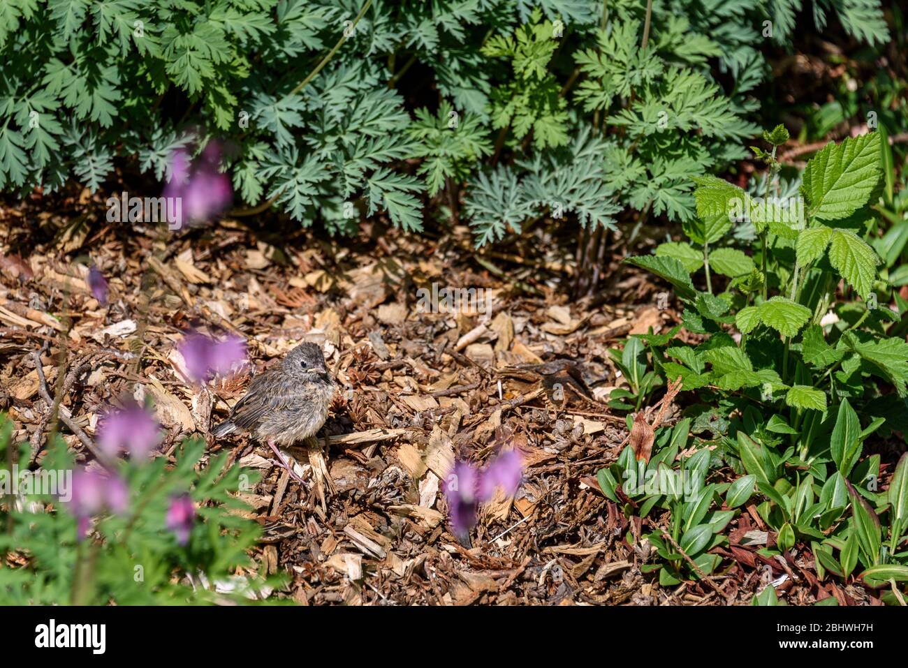 Baby junco bird sitting in a garden waiting for food from parents ...