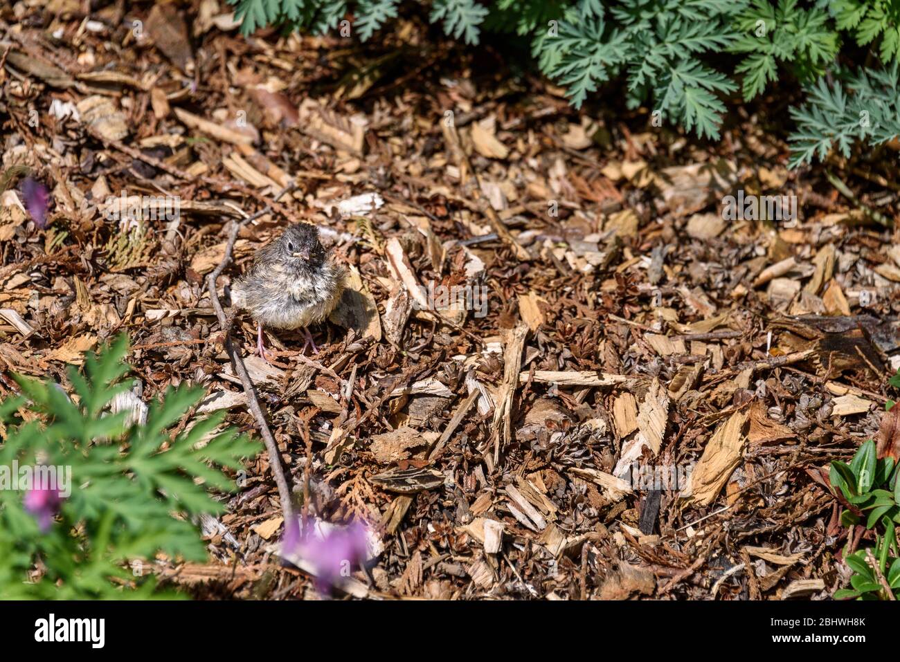 Baby junco bird sitting in a garden waiting for food from parents ...