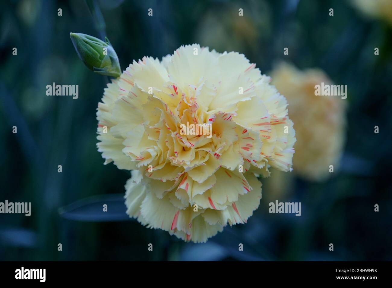 Peach carnation hi-res stock photography and images - Alamy