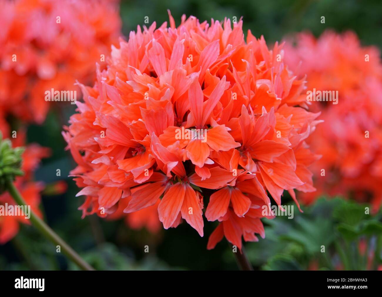 Pelargonium Hortorum 'Quantum Salmon' flowers at full bloom Stock Photo ...