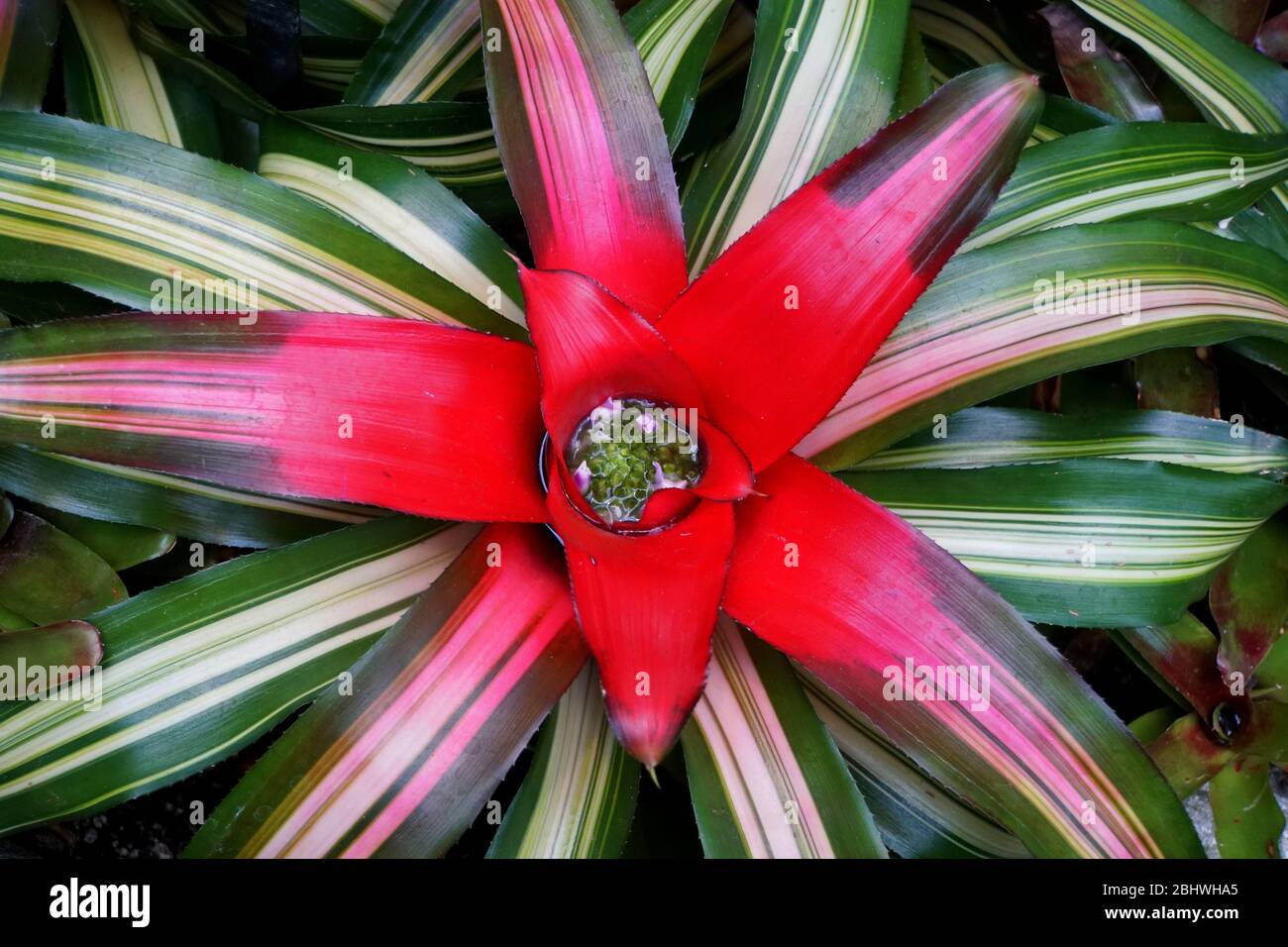 Green and white Neoregelia 'Fireball' tropical plant with red center ...
