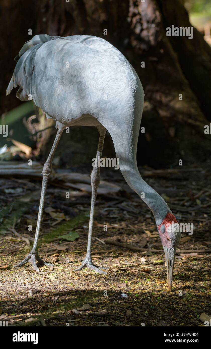 Brolga at Steve Irwin's Australia Zoo moving quietly through the bush ...