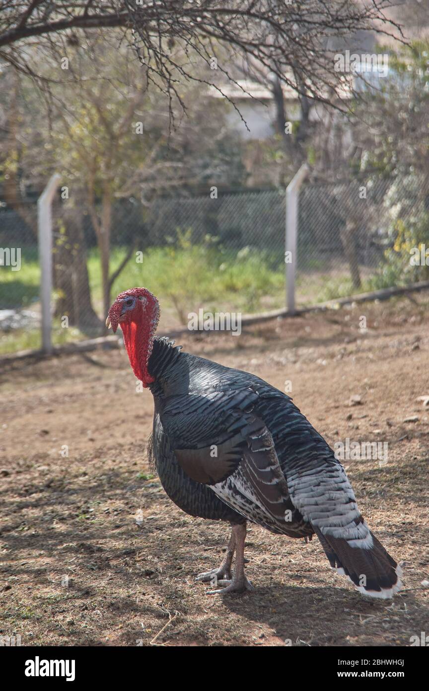 Turkey country farming hi-res stock photography and images - Alamy
