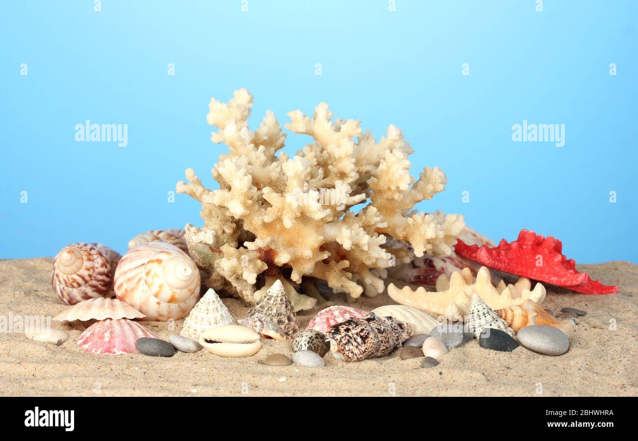 Sea coral with shells on blue background close-up Stock Photo - Alamy