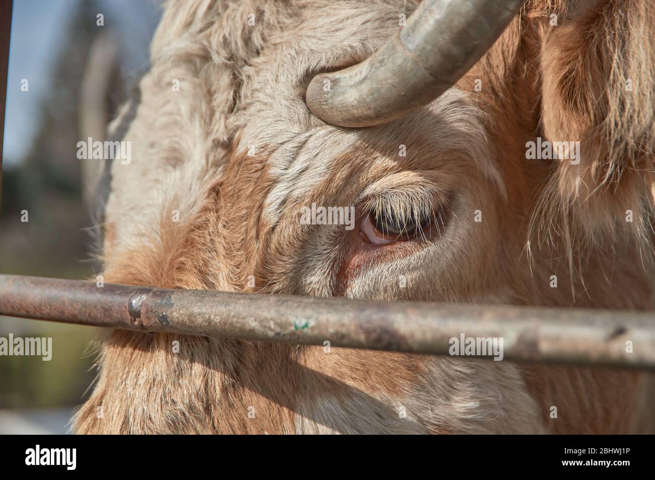 Farm eye hi-res stock photography and images - Alamy