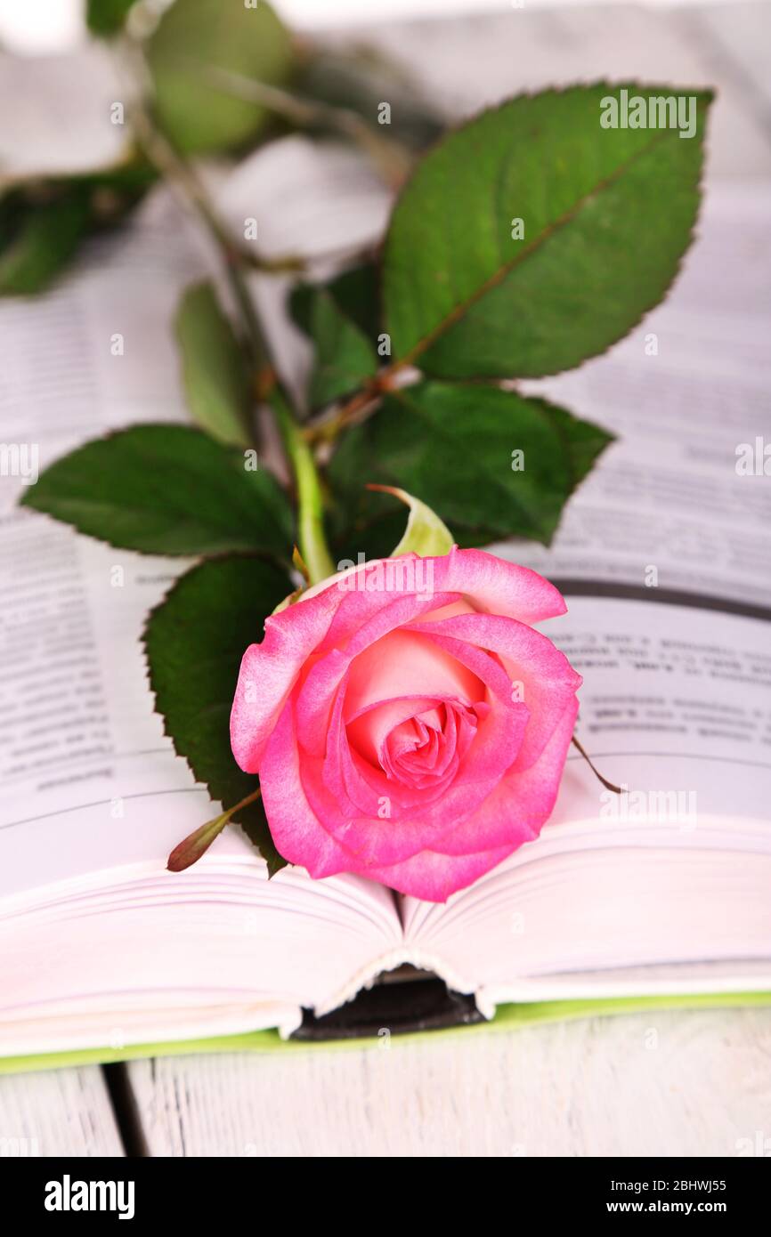 Open book with rose, closeup Stock Photo - Alamy