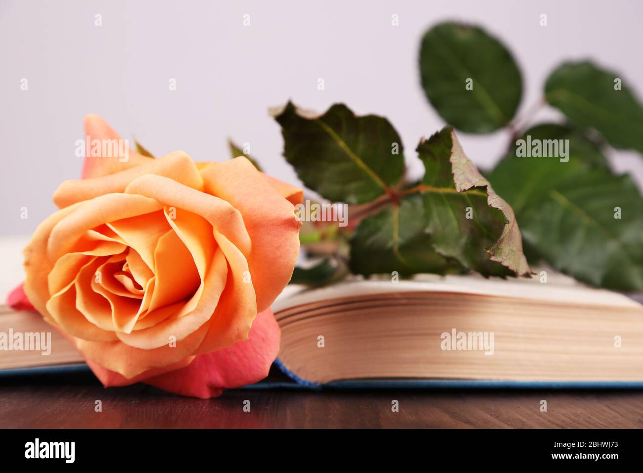 Beautiful rose with open book on light background Stock Photo - Alamy