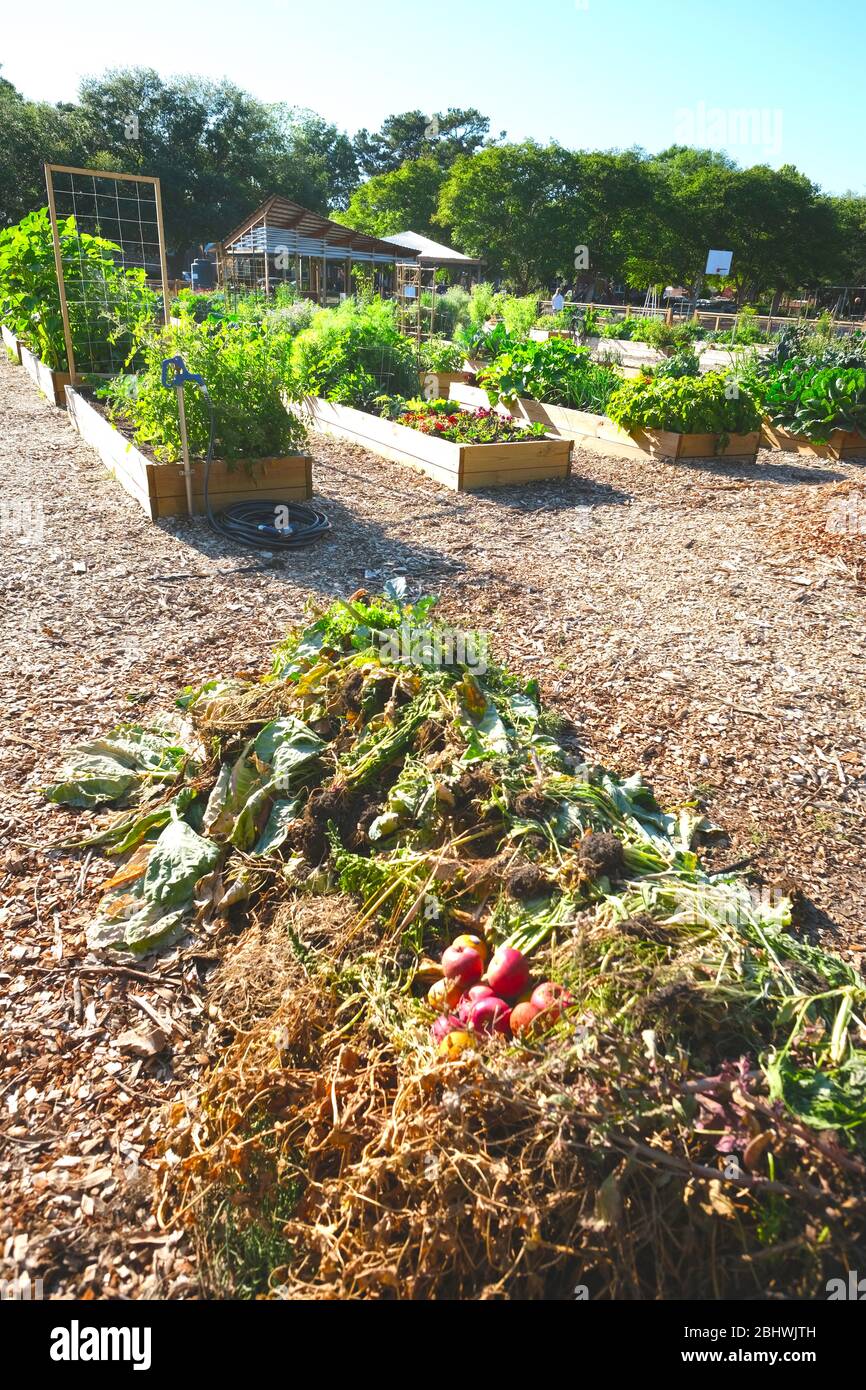Urban Garden Plots, with Soil Replenishment, Sunflowers and Green ...