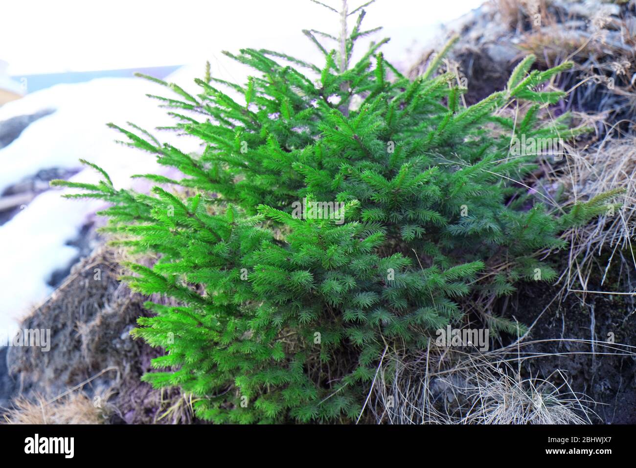 Small spruce in ground, outdoors Stock Photo - Alamy