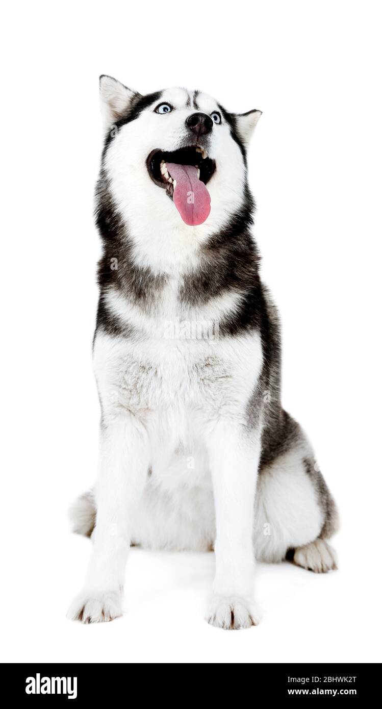 Beautiful cute husky, isolated on white Stock Photo - Alamy