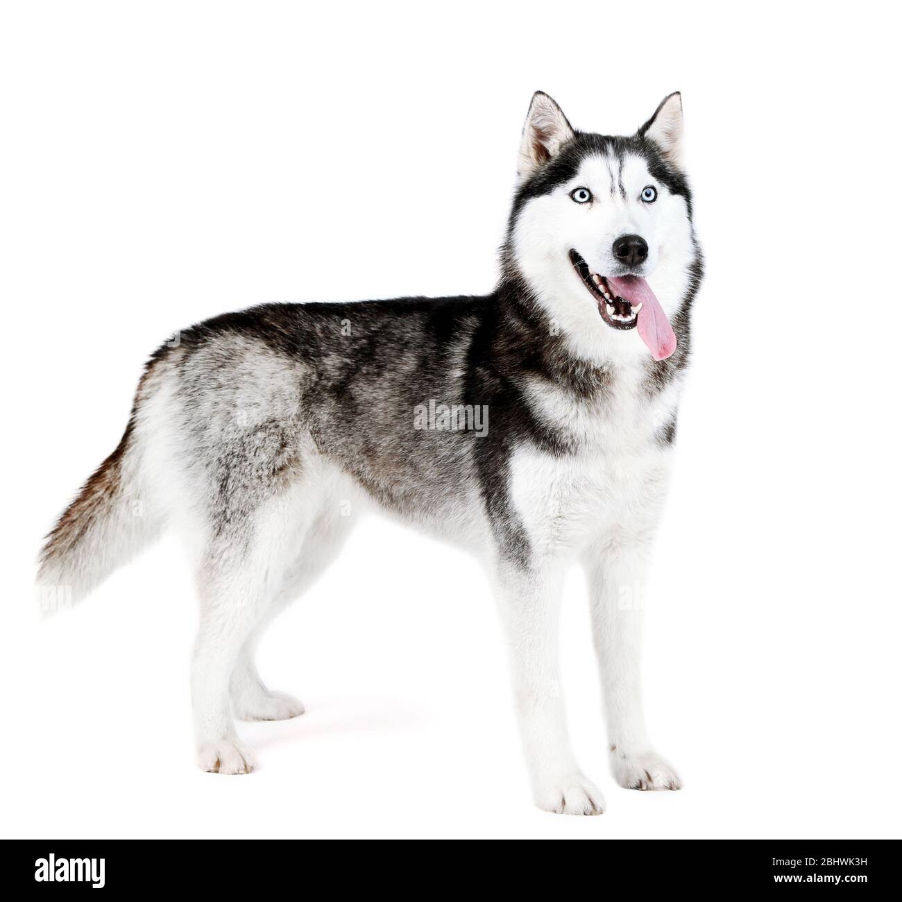 Beautiful cute husky, isolated on white Stock Photo - Alamy