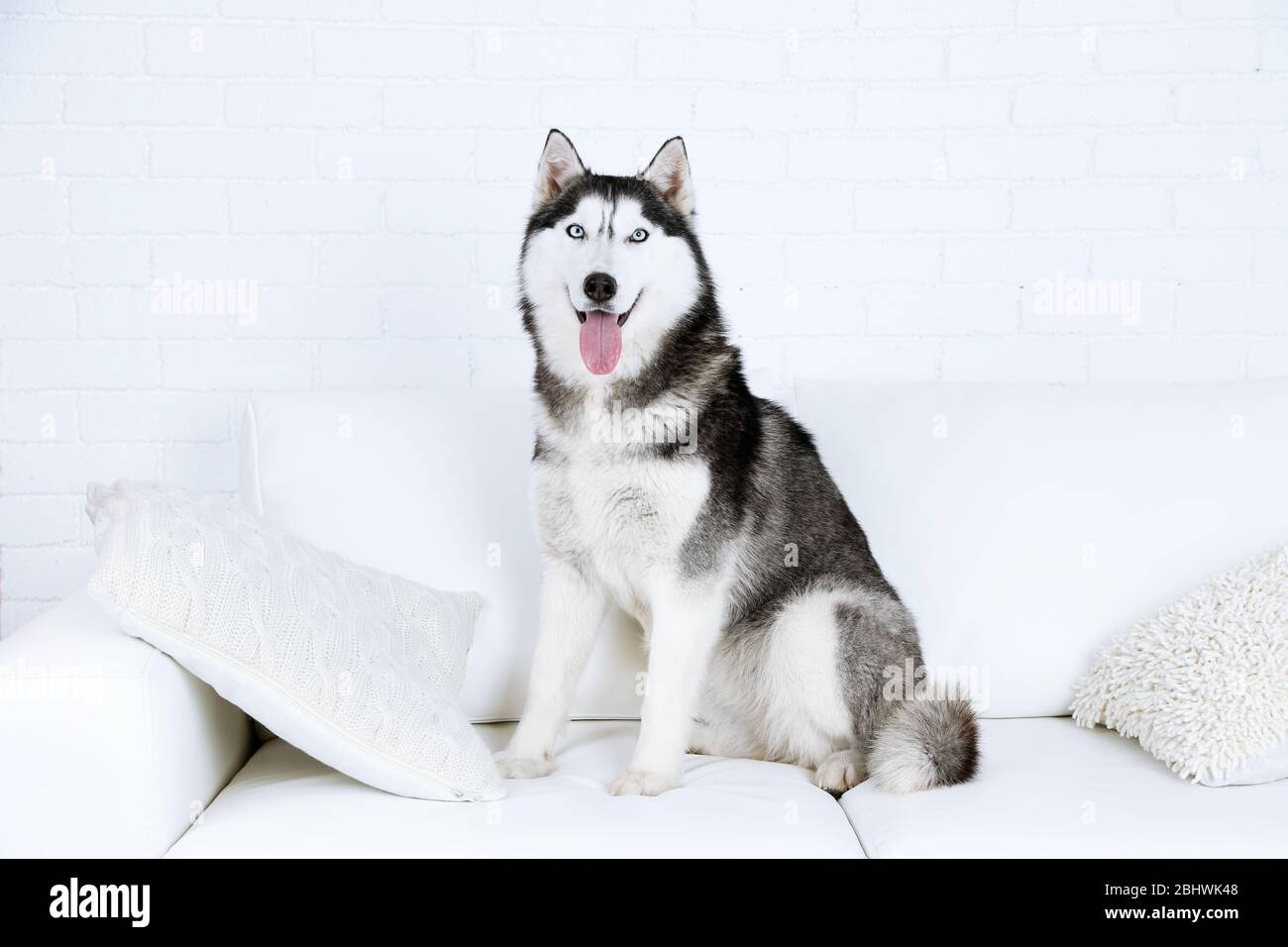 Beautiful cute husky sitting on sofa in white room Stock Photo - Alamy