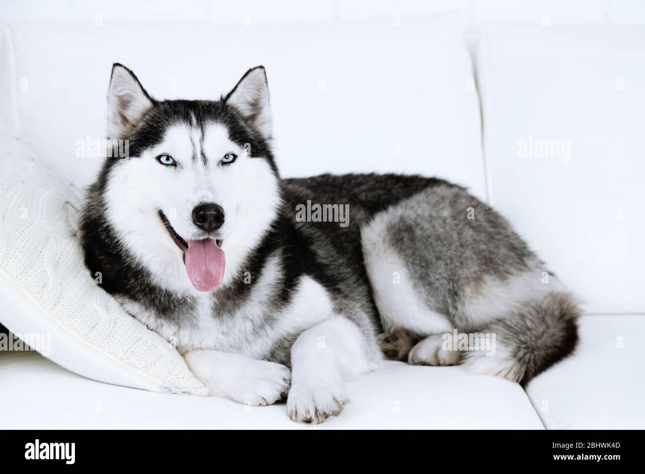 Beautiful cute husky lying on sofa in white room Stock Photo - Alamy