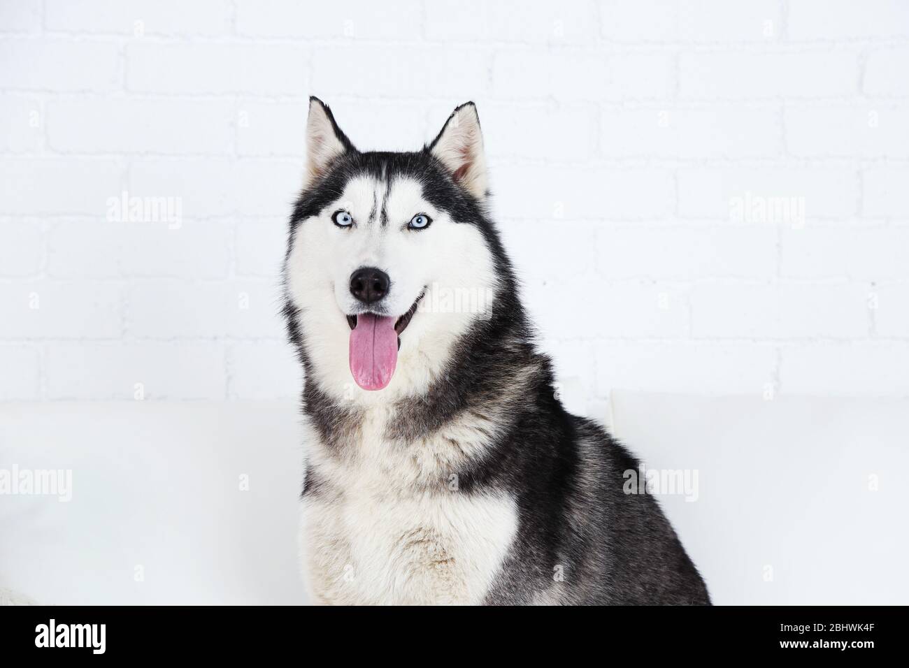 Beautiful cute husky sitting on sofa in white room Stock Photo - Alamy