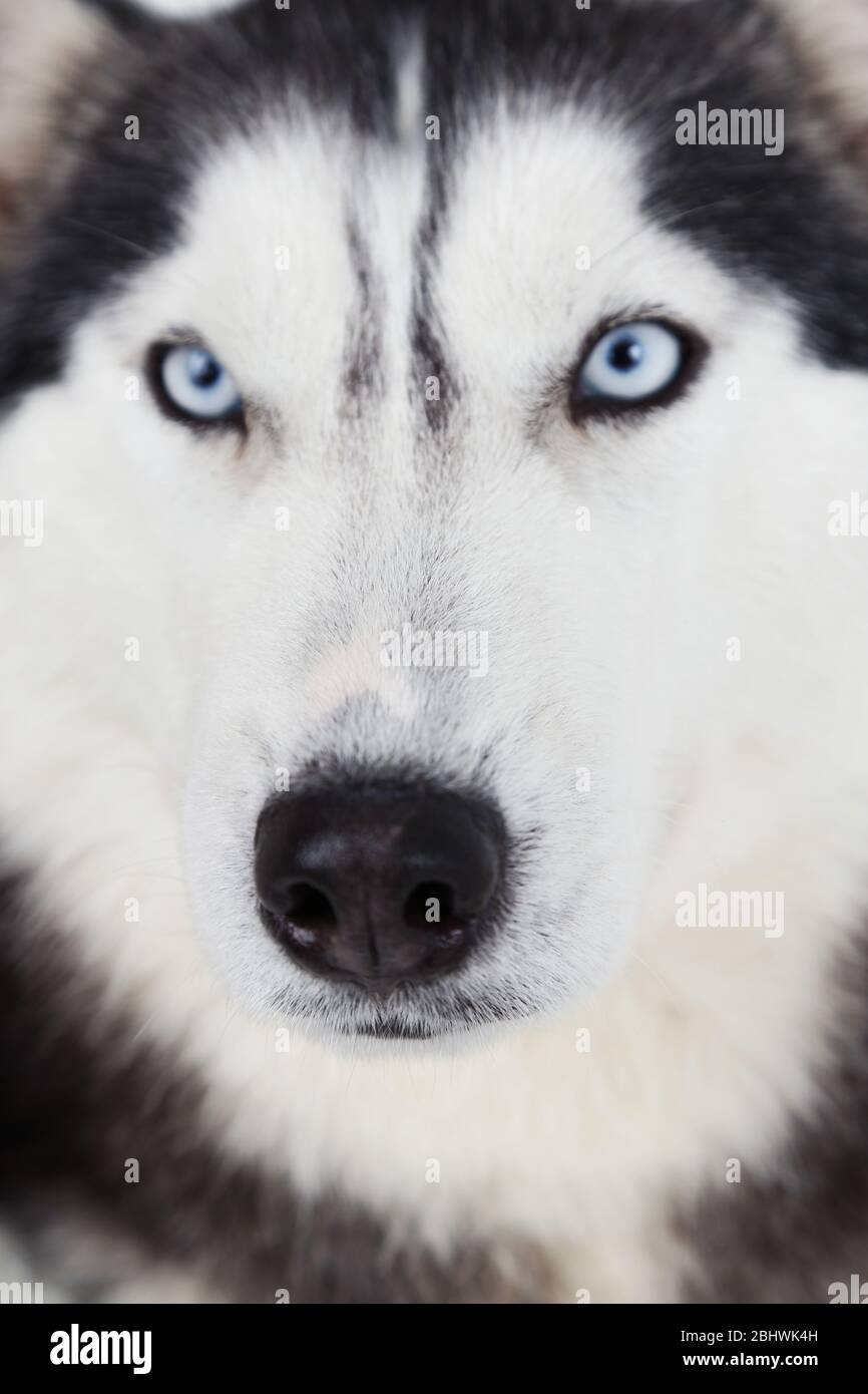 Beautiful cute husky, close up Stock Photo - Alamy