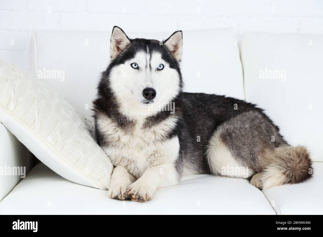Beautiful cute husky lying on sofa in white room Stock Photo - Alamy